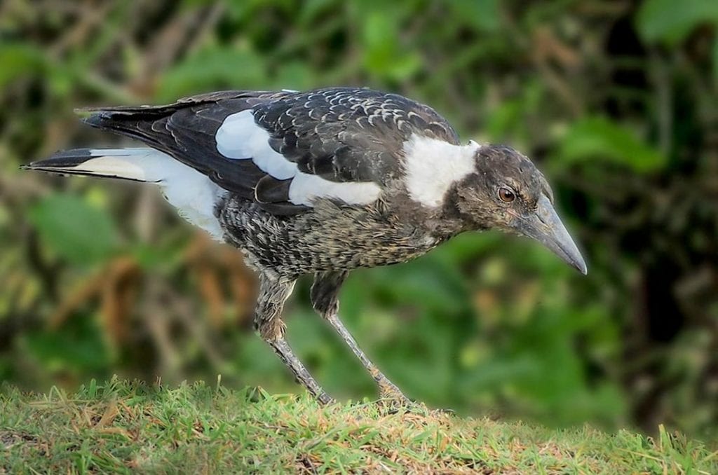The Australian magpie – Australian Wildlife | The Bribie Islander