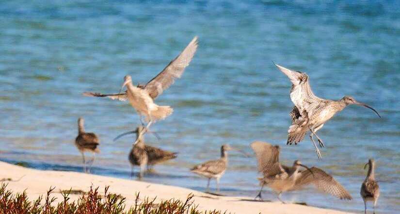 The Wildlife of Bribie Island | The Bribie Islander