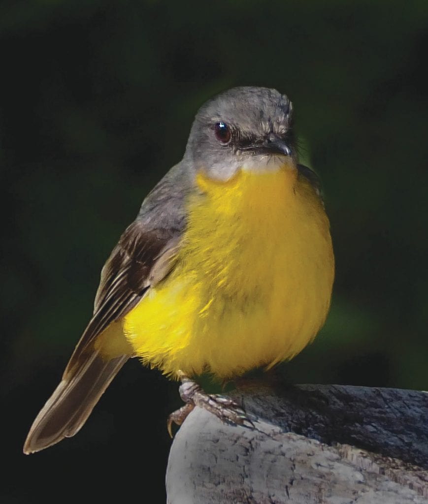 EASTERN YELLOW ROBIN EOPSALTRIA AUSTRALIS | The Bribie Islander
