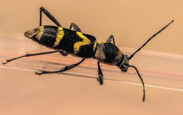Australian Wildlife – LONGICORN – LONGHORN BEETLES | The Bribie Islander
