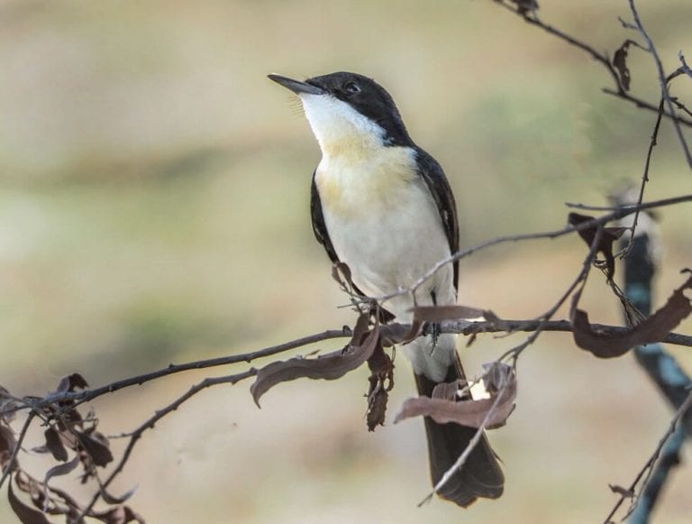 Australian Wildlife – RESTLESS FLYCATCHER -MYIAGRA INQUIETA | The ...