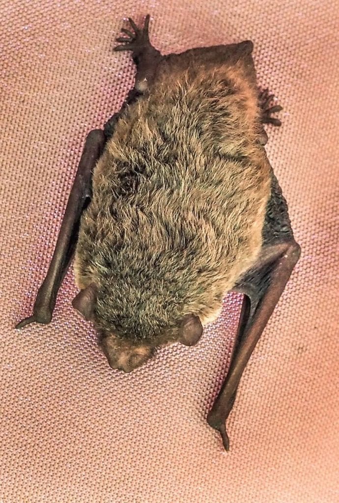 Bribie Island Wildlife MICRO BATS | The Bribie Islander