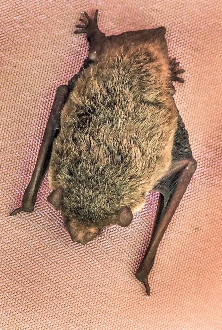 Bribie Island Wildlife MICRO BATS | The Bribie Islander