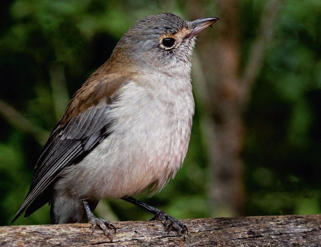 Bribie Island Wildlife – GREY SHRIKE – THRUSH – COLLURICINCLA HARMONICA ...