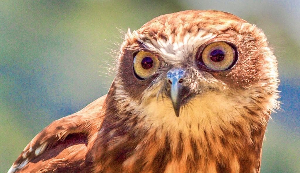 AUSTRALIAN BOOBOOK OWL – NINOX NOVAESEELANDIAE | The Bribie Islander