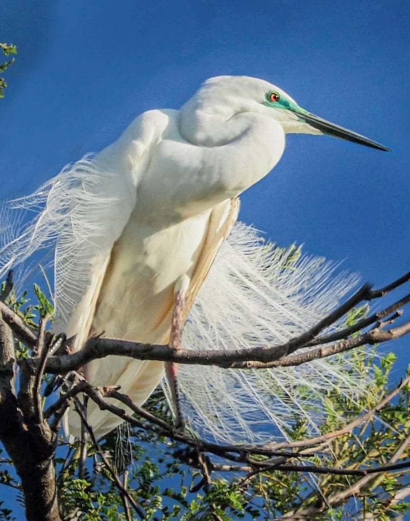 Bribie island Wildlife EASTERN GREAT EGRET – ARDEA ALBA MODESTA | The ...