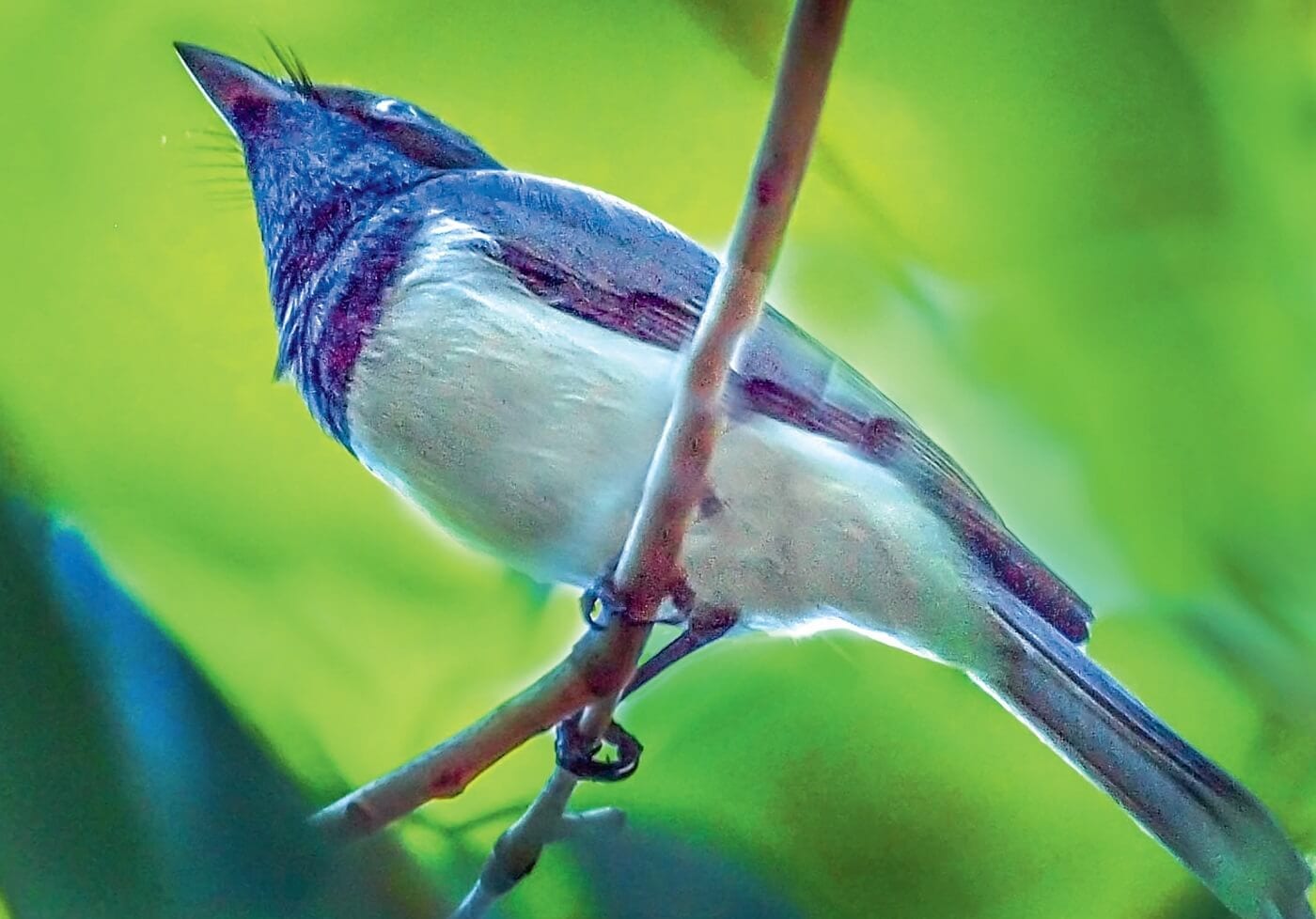 Bribie Island Wildlife – Leaden Flycatcher – Myiagra rubecula | The ...