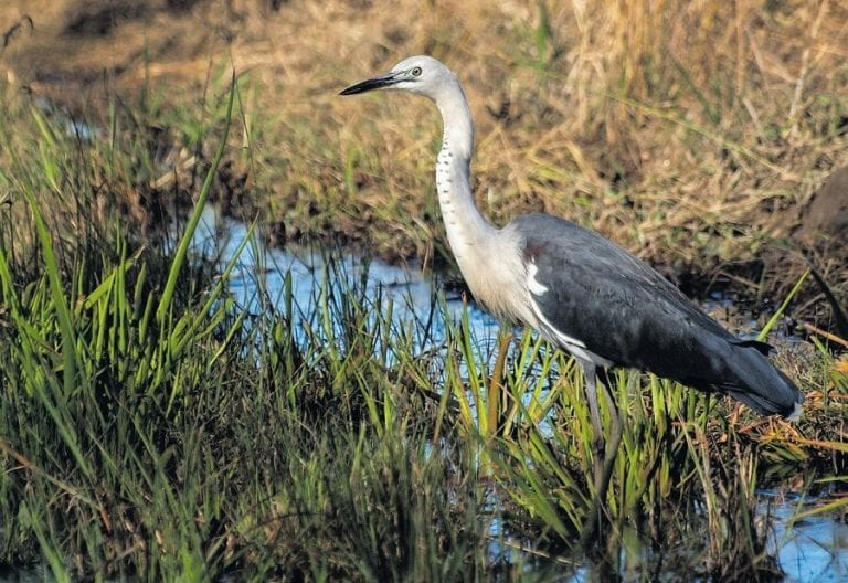 Bribie Island Wildlife – White-Necked Heron – Ardea Pacifica | The ...
