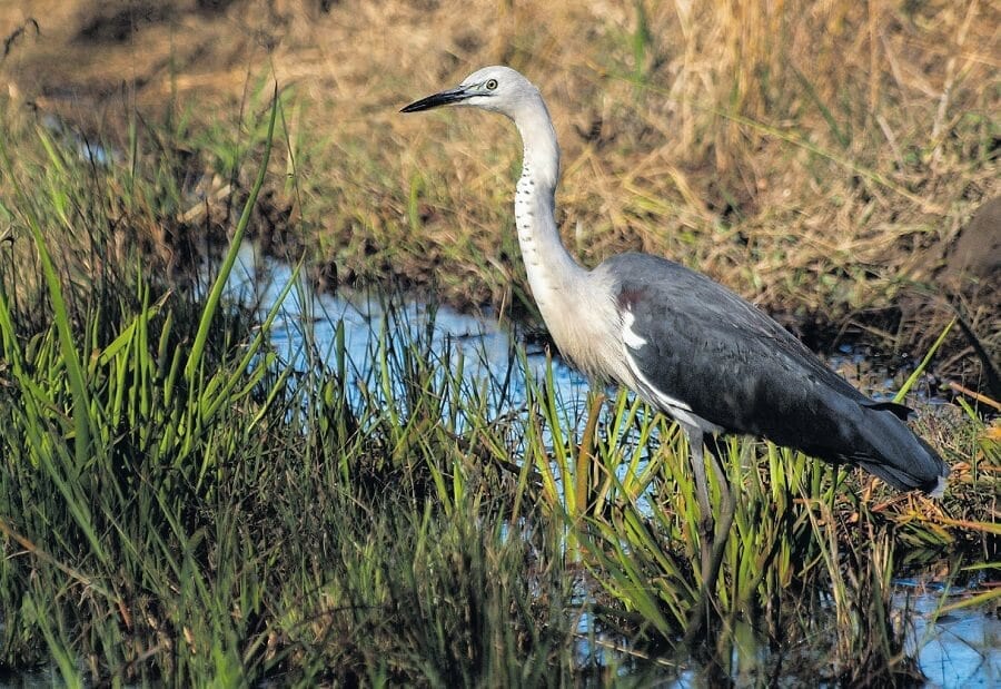Native Wildlife. Birds. White-Necked Heron – Ardea Pacifica. Bribie ...