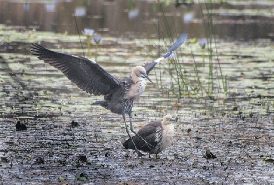 Bribie Island Wildlife – White-Necked Heron – Ardea Pacifica | The ...