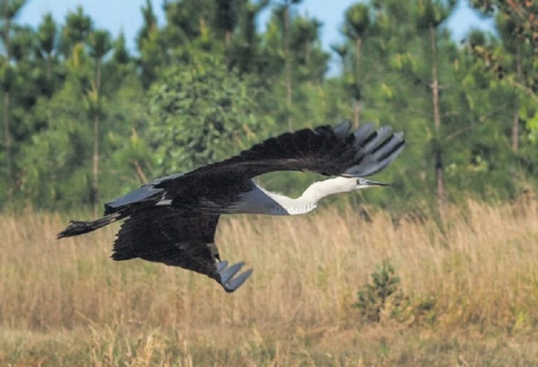 Bribie Island Wildlife – White-Necked Heron – Ardea Pacifica | The ...